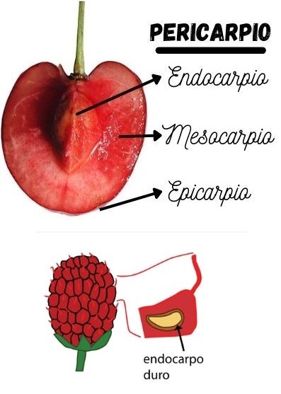 ¿Qué es una drupa?, Arándanos el Cierrón responde tus dudas