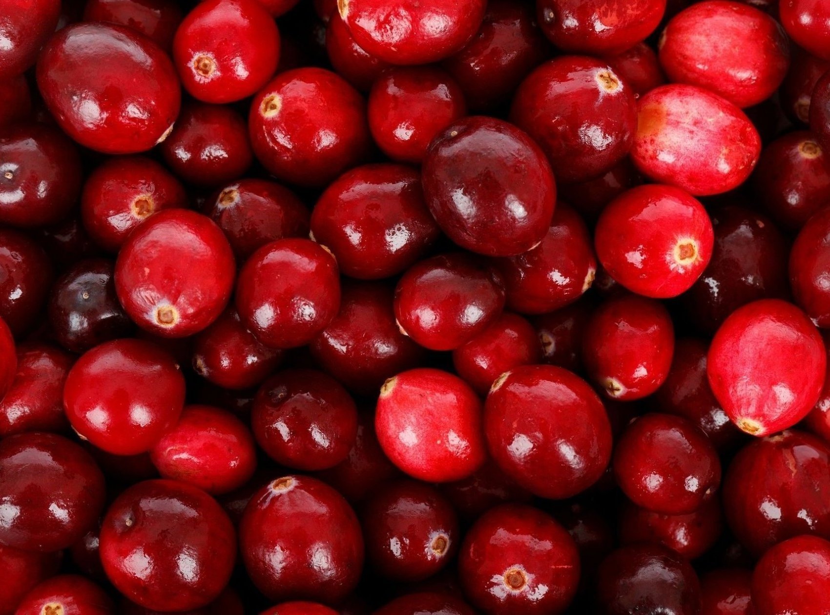 Que es el arándano rojo o cranberry. Vaccinium macrocarpon