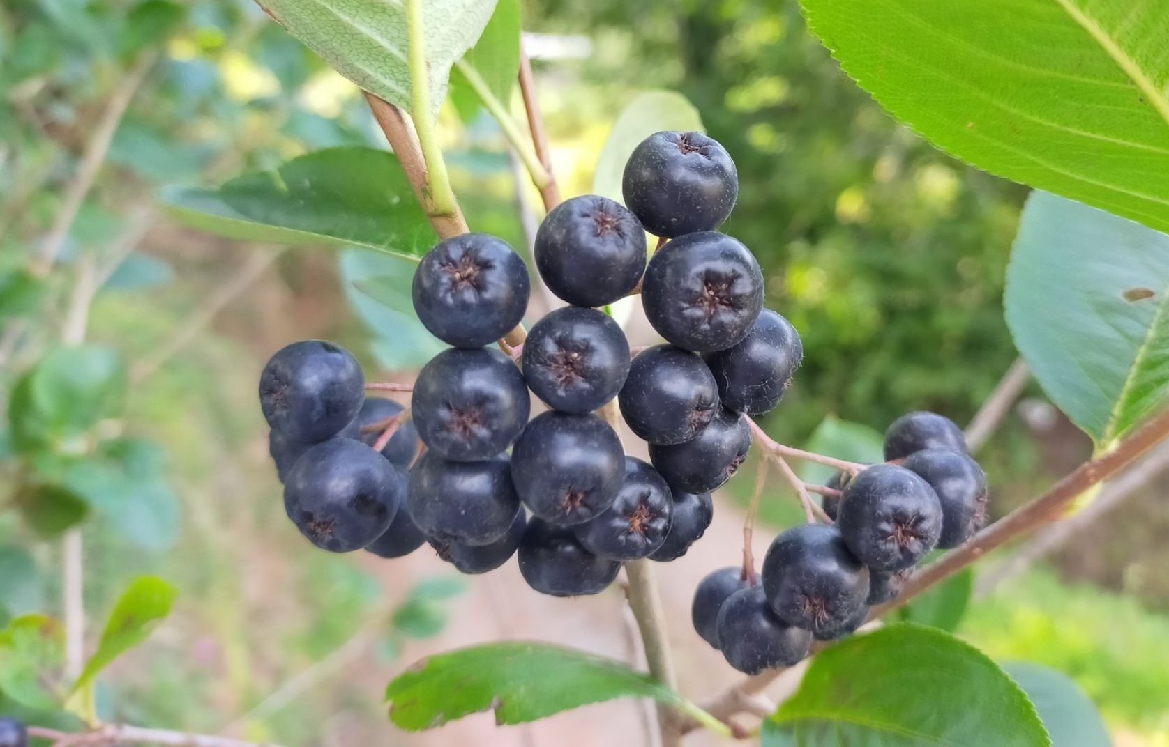 Cuando se cosecha la aronia. Aronia melanocarpa
