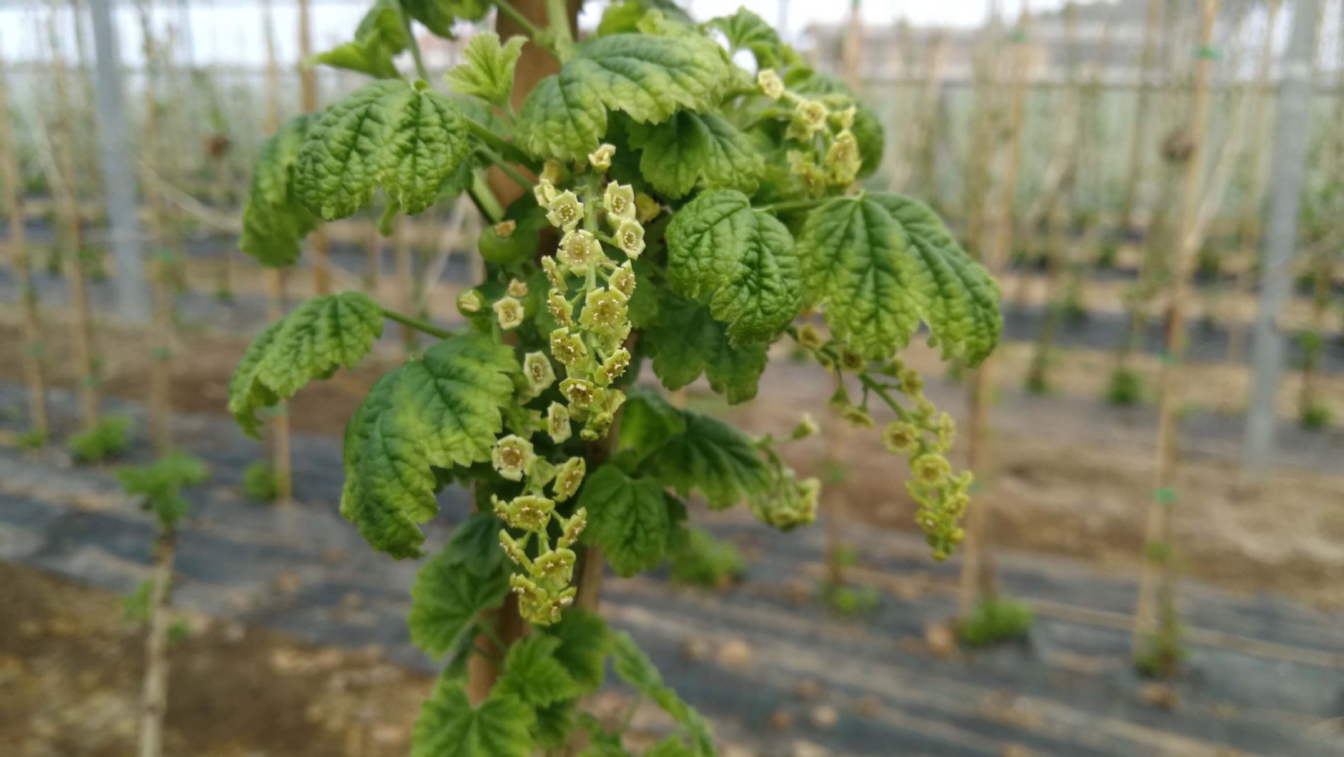 Compra Plantas Grosella en nuestra Tienda online del vivero