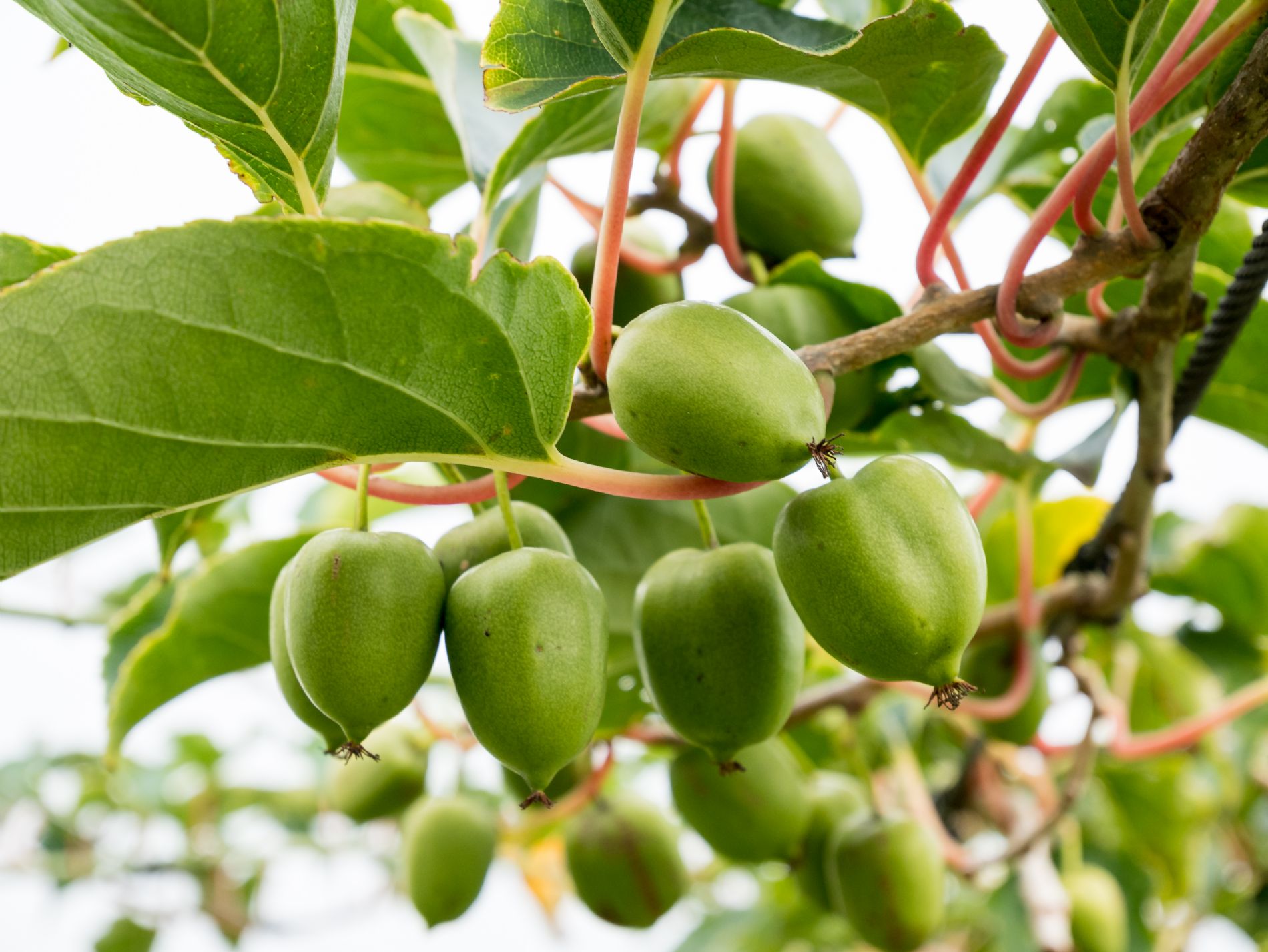 Planta kiwiberry - Vivero y venta frutos del bosque Asturias