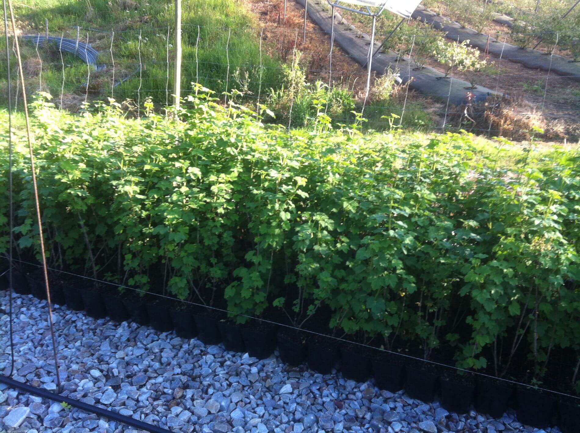 Planta Grosella - Vivero y venta frutos del bosque Asturias