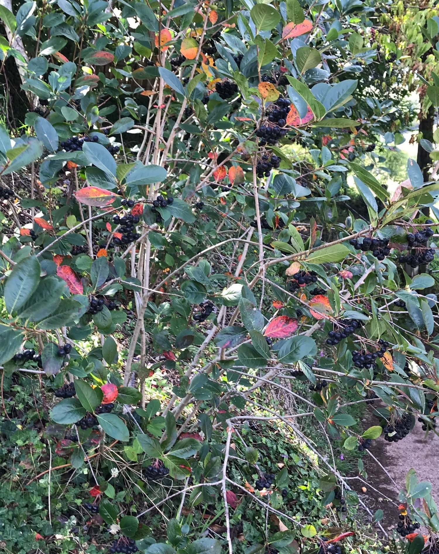 Que es la aronia. Aronia melanocarpa consejos y venta online