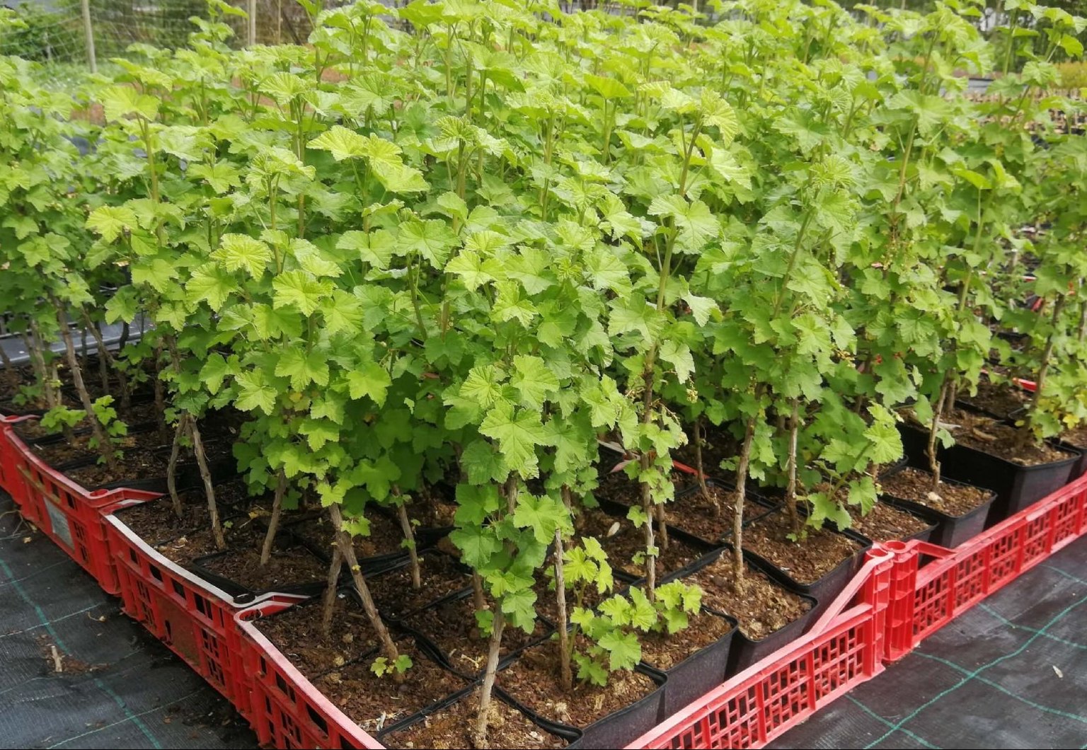 Compra Plantas Grosella en nuestra Tienda online del vivero